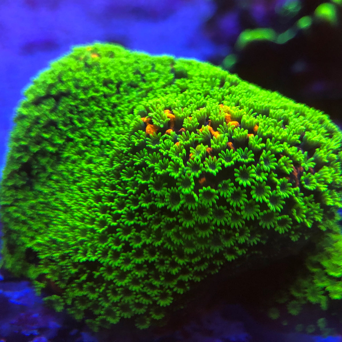 Sunset Montipora – PrestigeReef