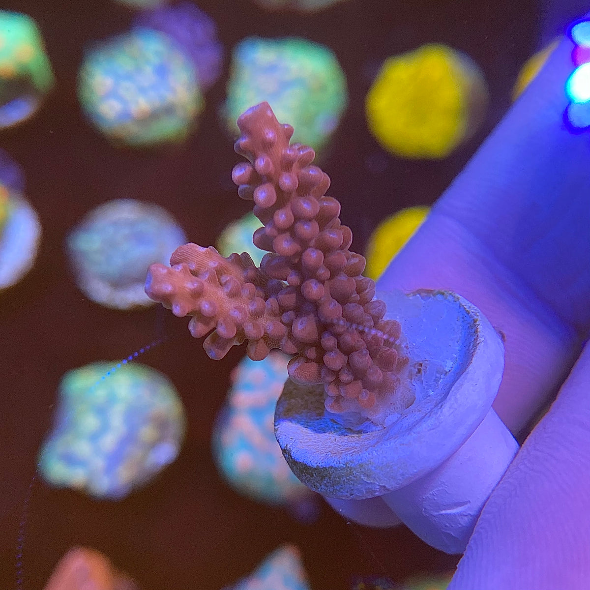 Red Devil Acropora – PrestigeReef