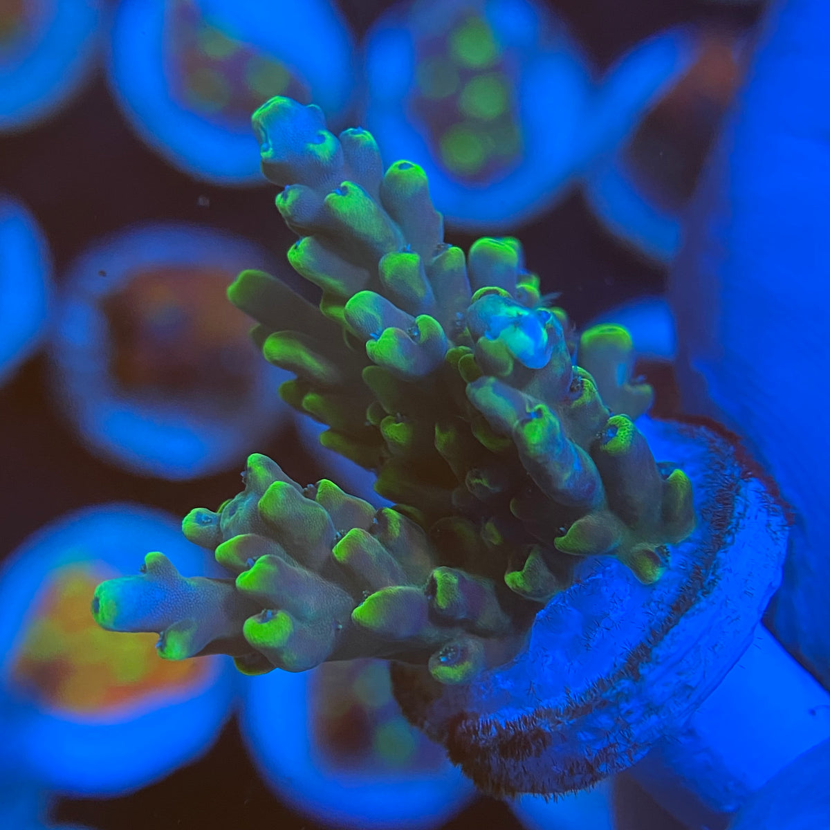Yellow Acropora Latistella – PrestigeReef