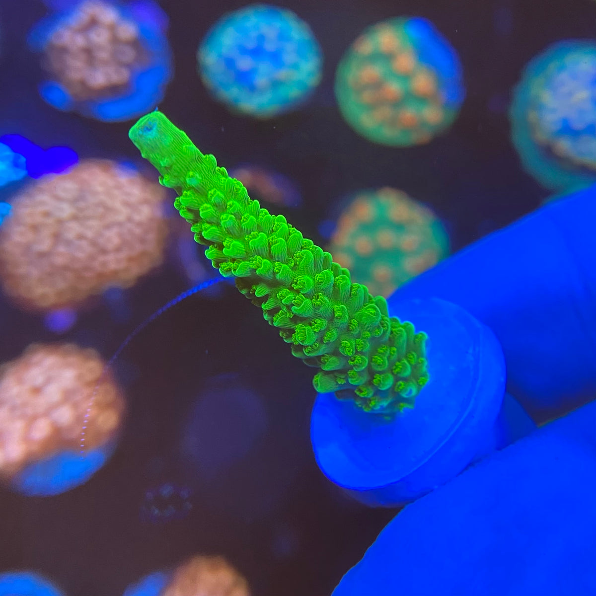 Bali Green Slimer Acropora – PrestigeReef