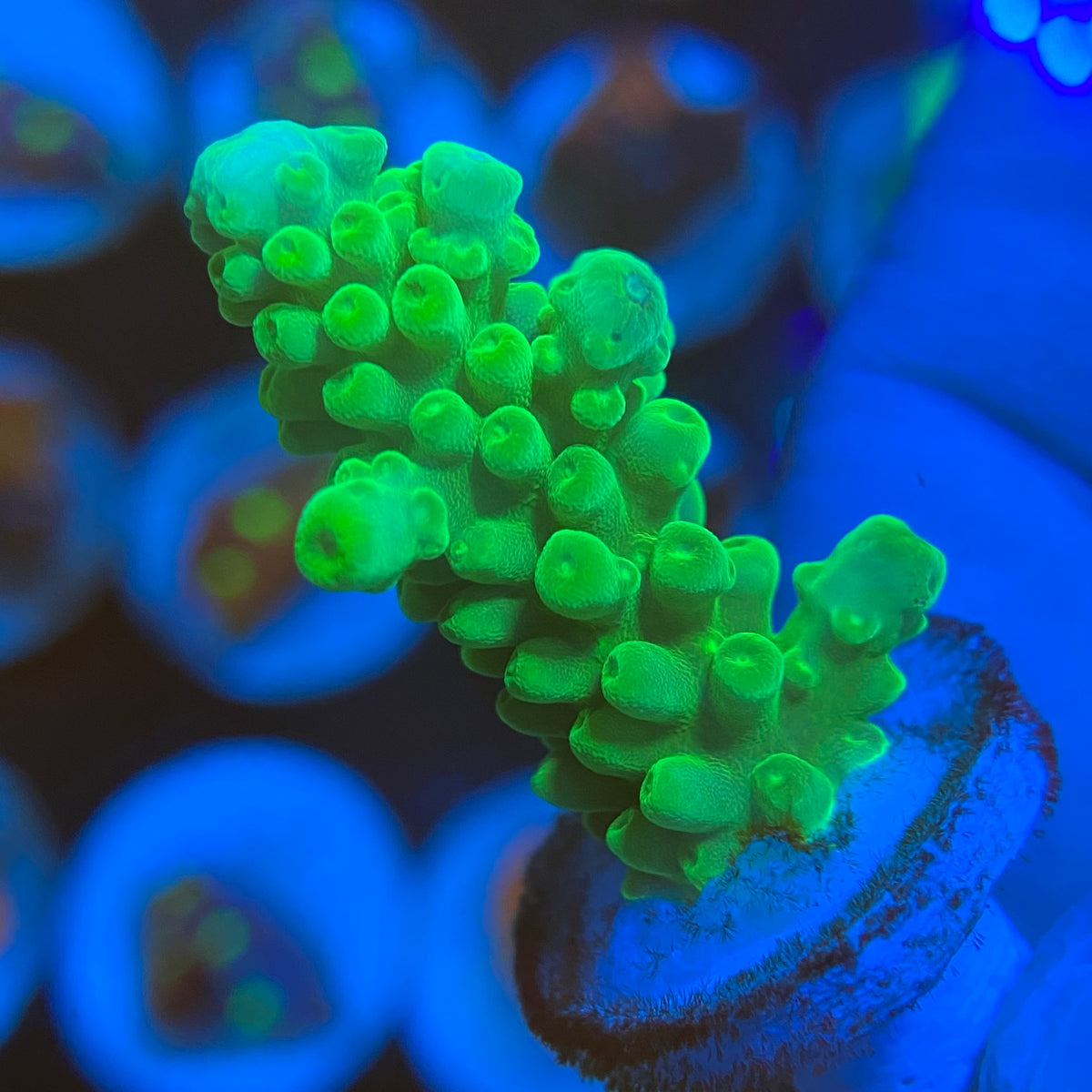 Green Austera Acropora – PrestigeReef